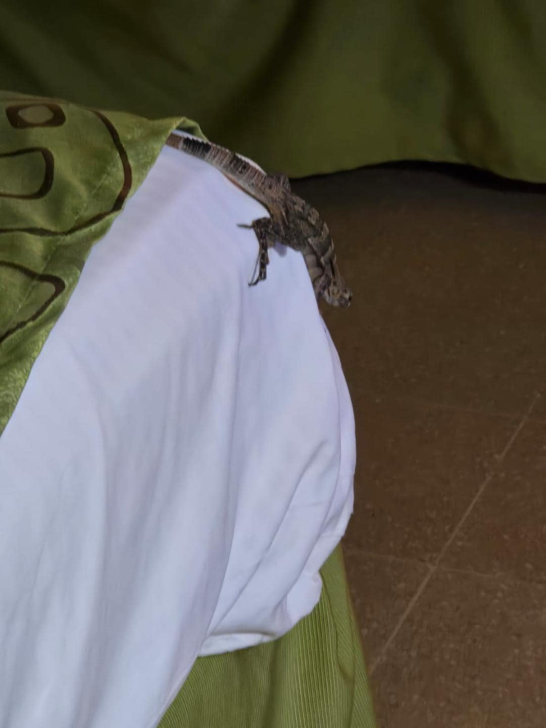 Lizard in the room !