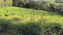 Maze