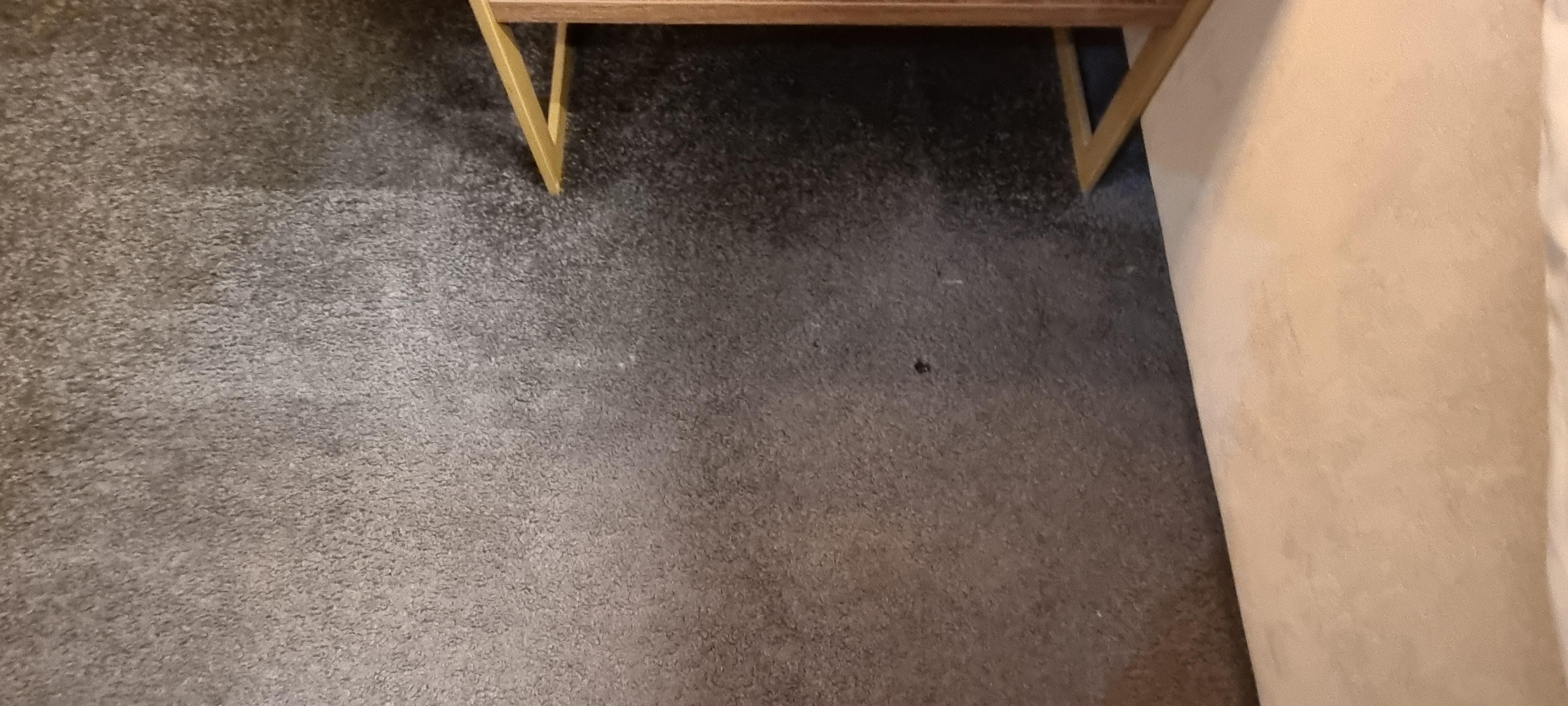 Very Dirty Burnt Carpet in All appartment