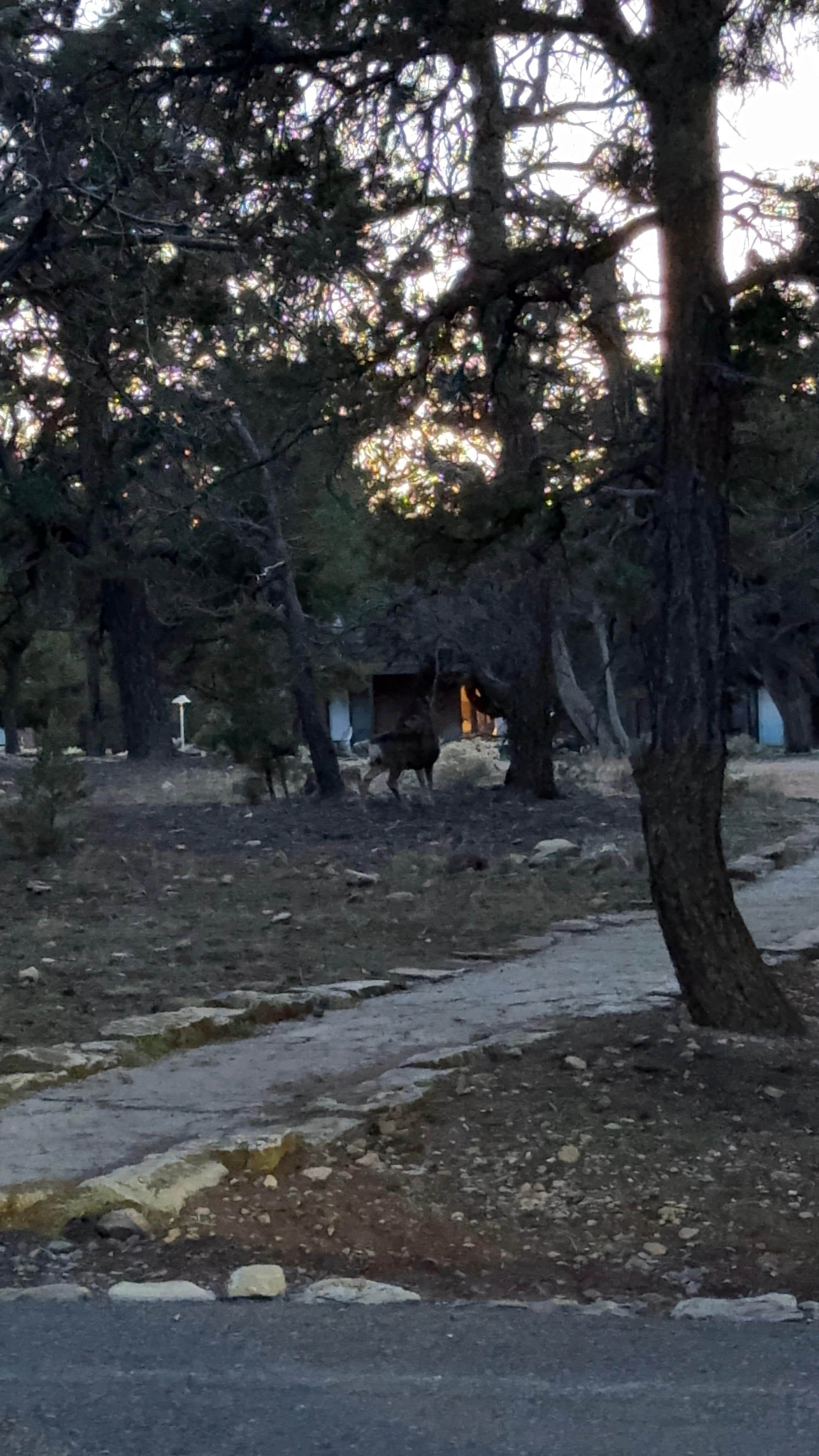 Mule deer na área do hotel