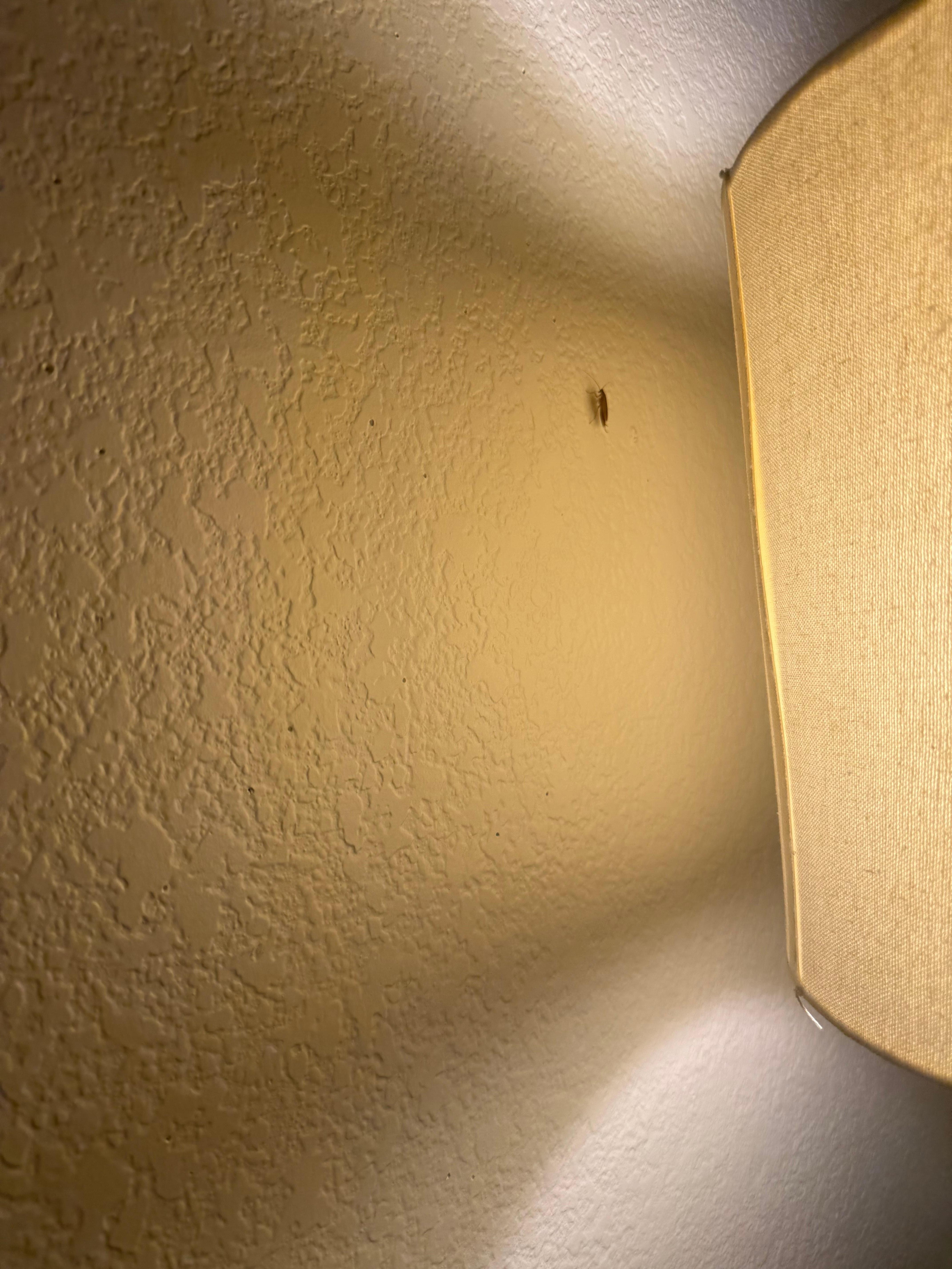 Cockroaches in the room