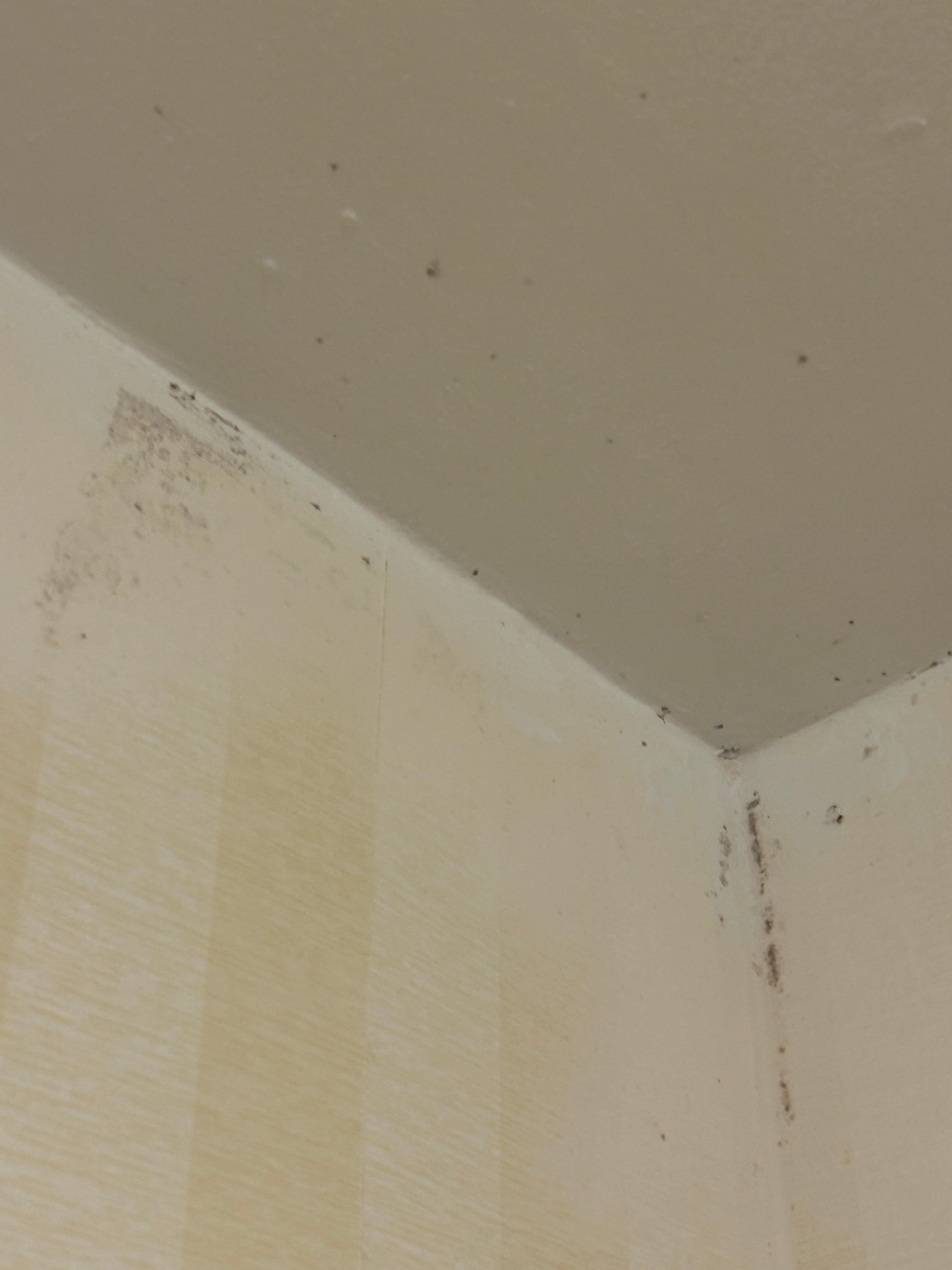 Mold