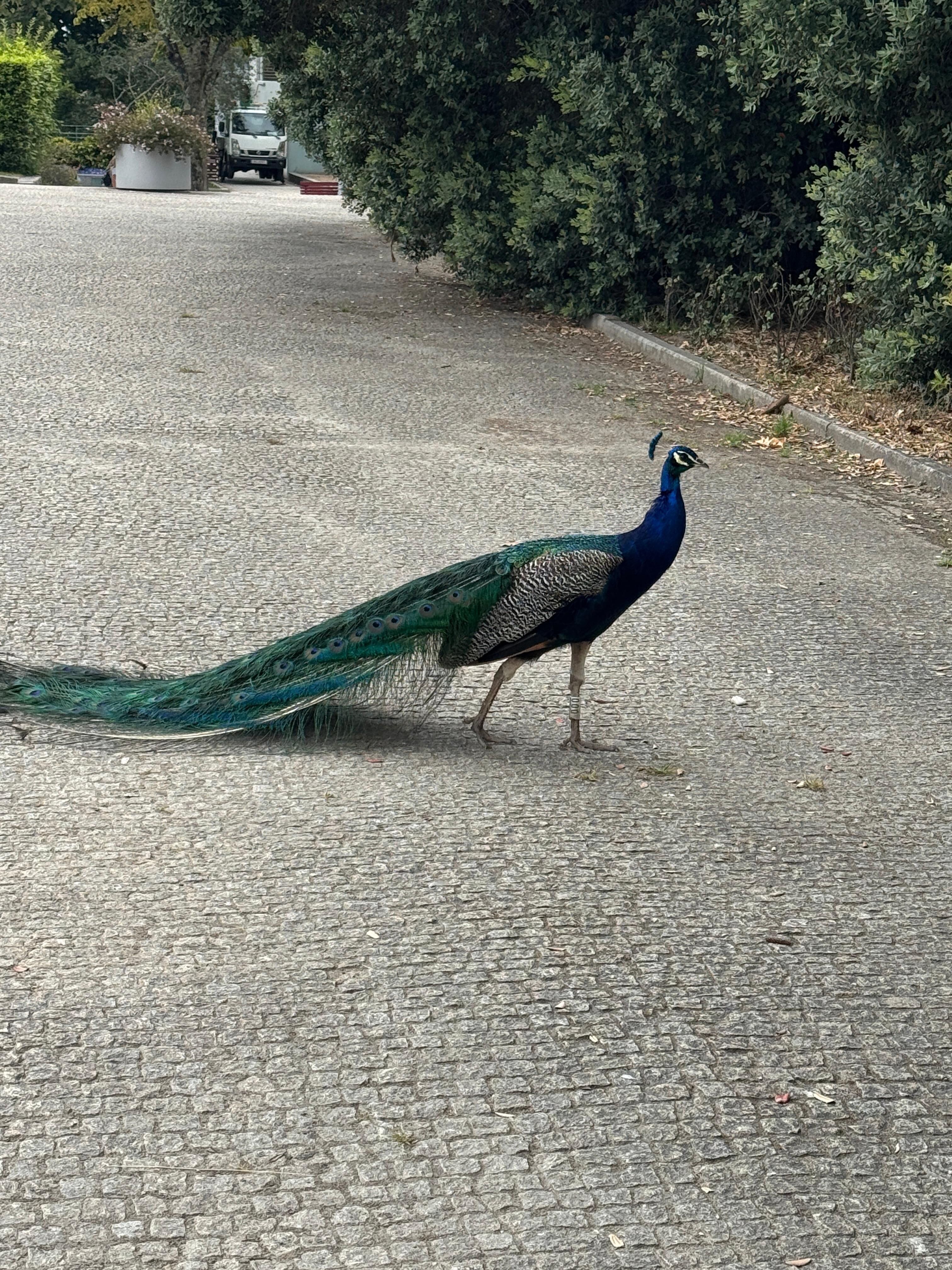 Animals roaming the park 