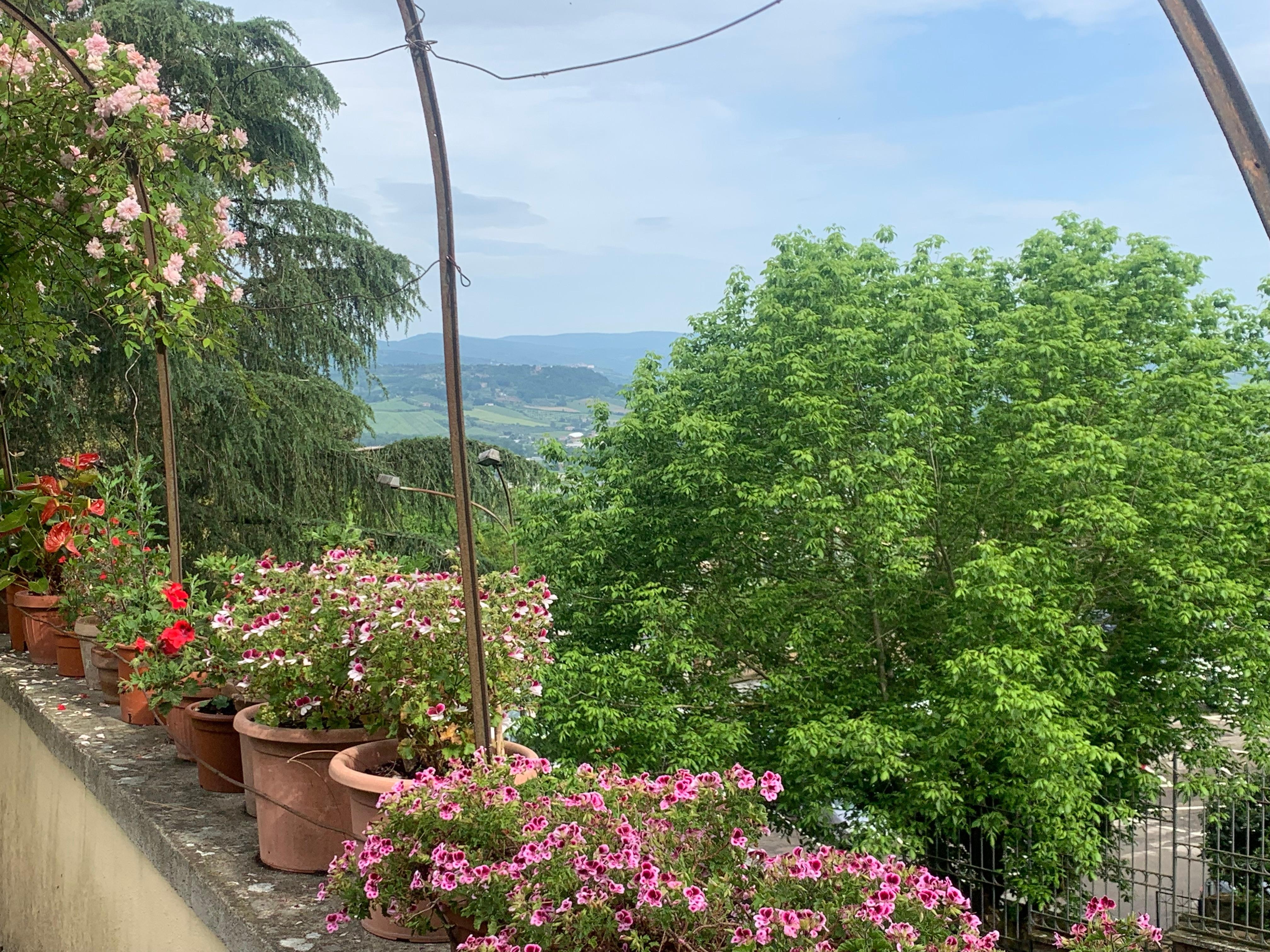 More garden view