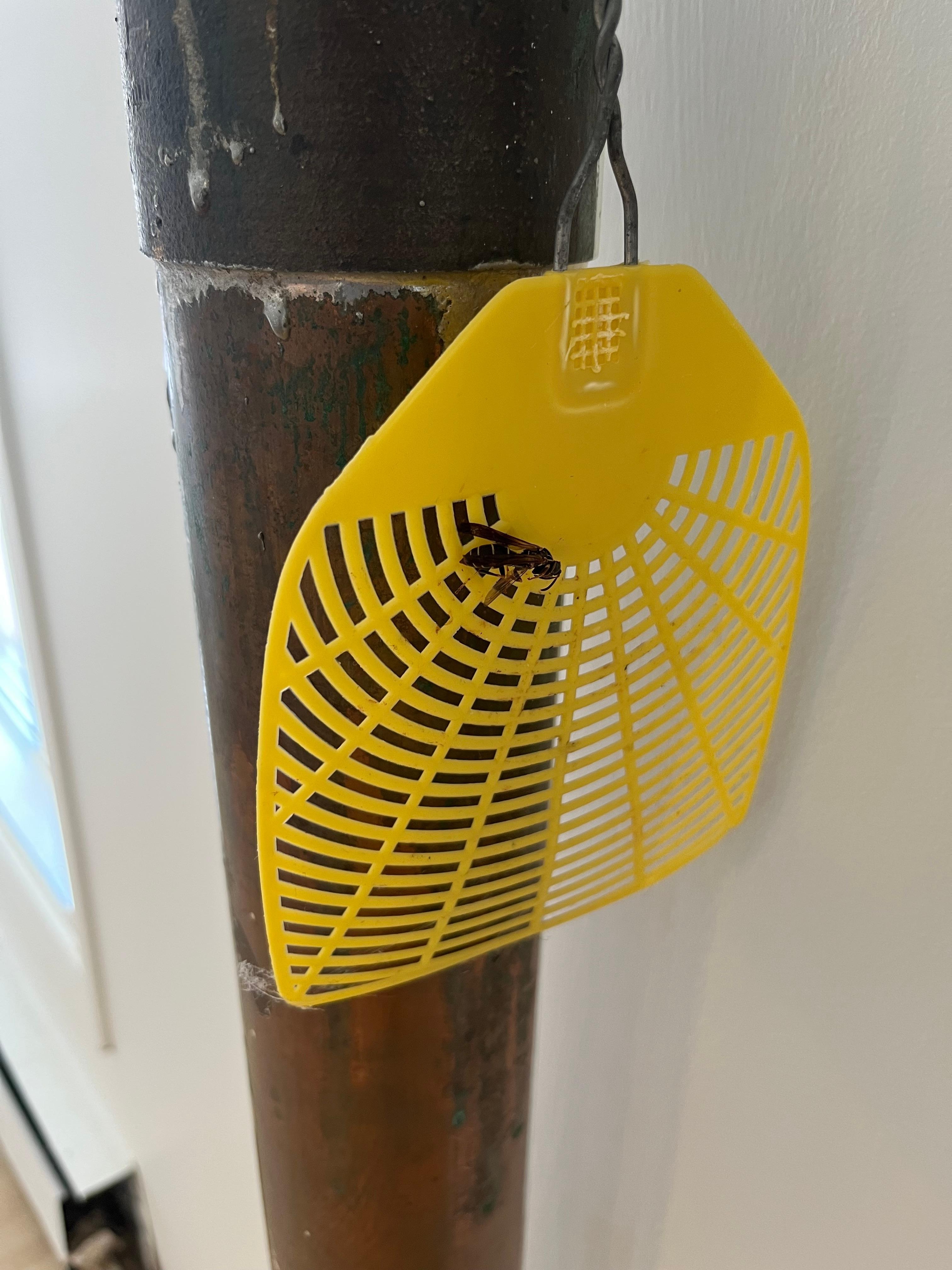 Hornet that made its way into the apartment, killed with fly swatter.