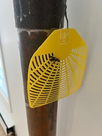 Hornet that made its way into the apartment, killed with fly swatter.