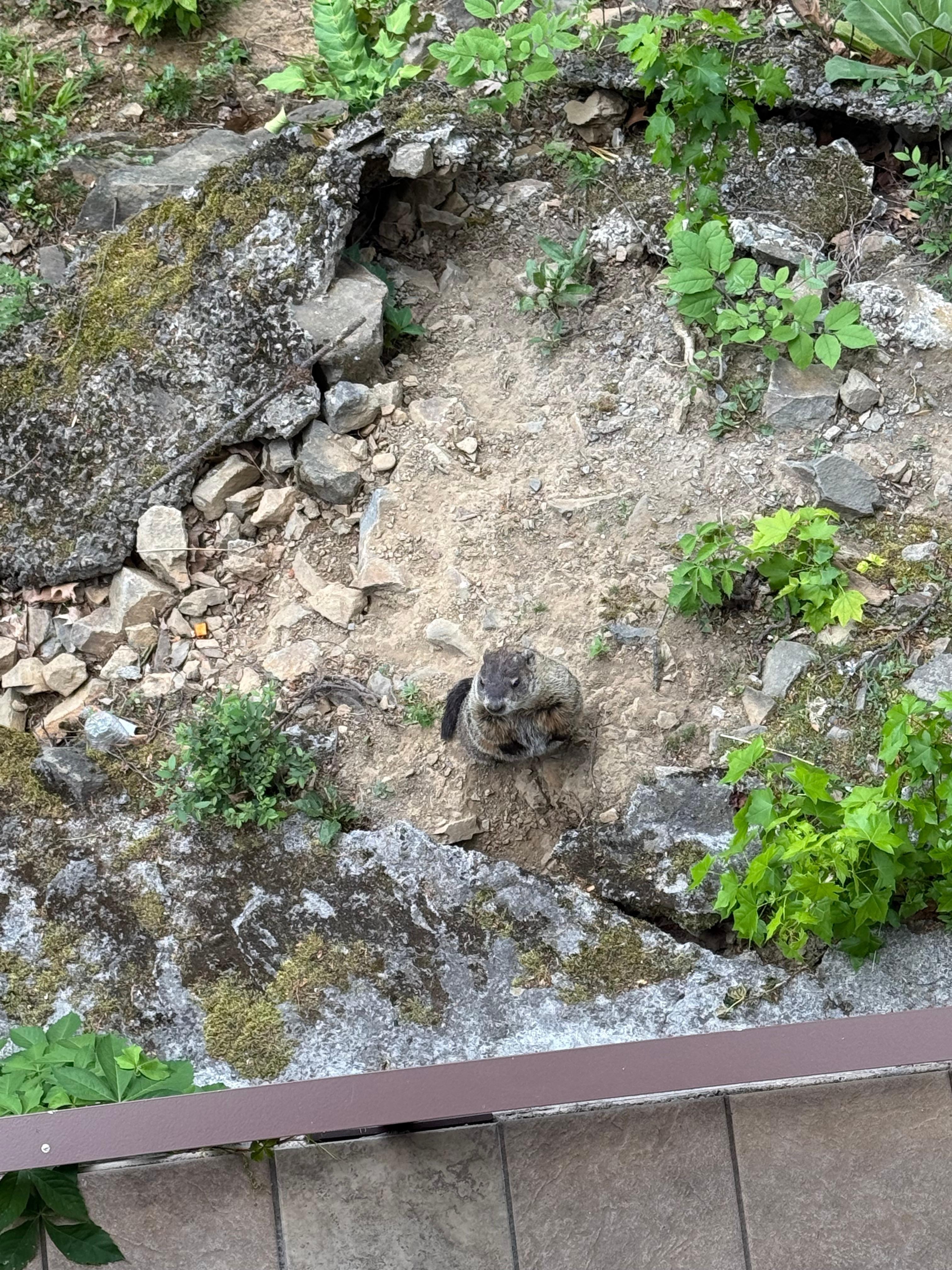 Wildlife from our balcony. 