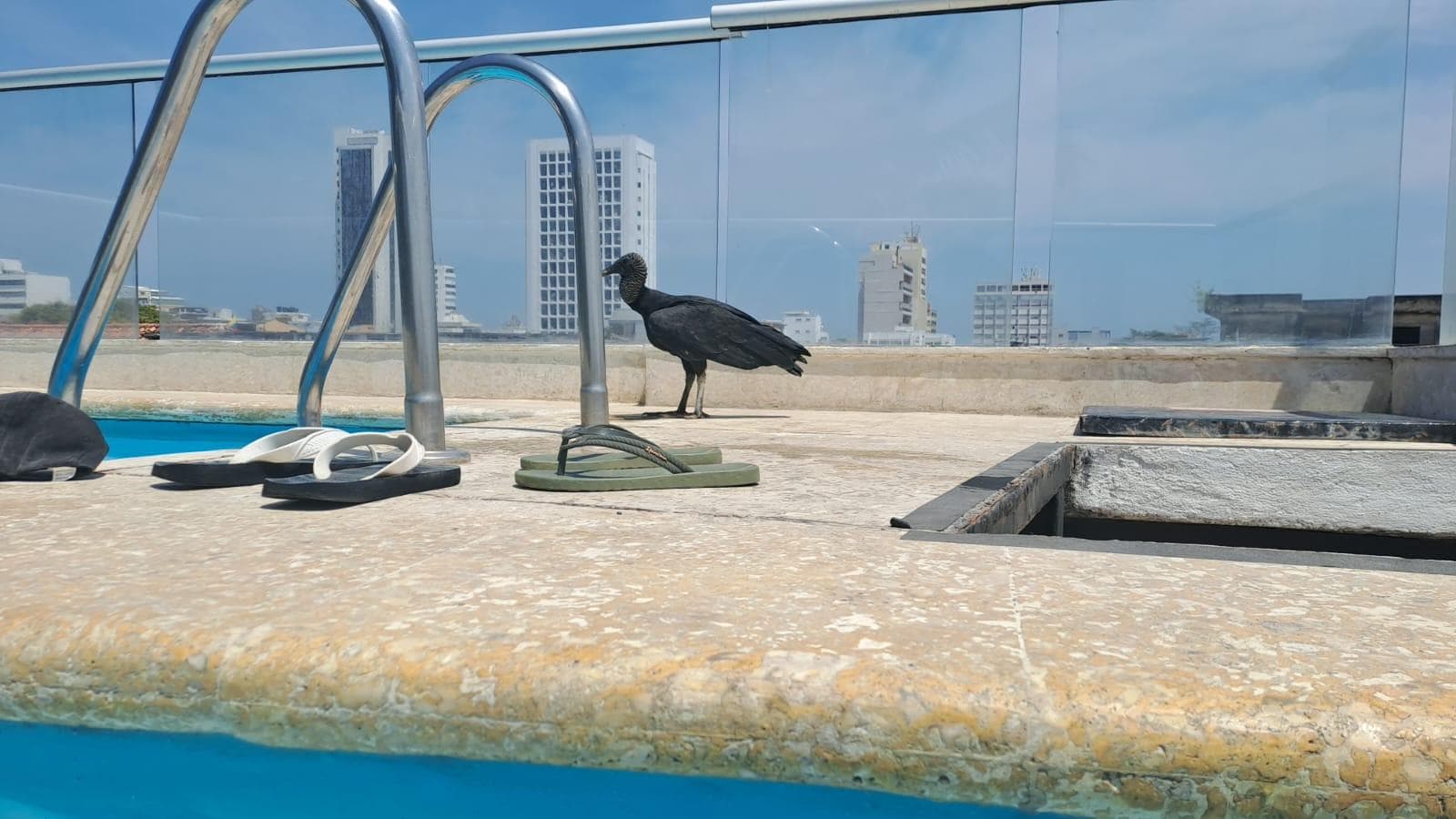 Visitante da piscina