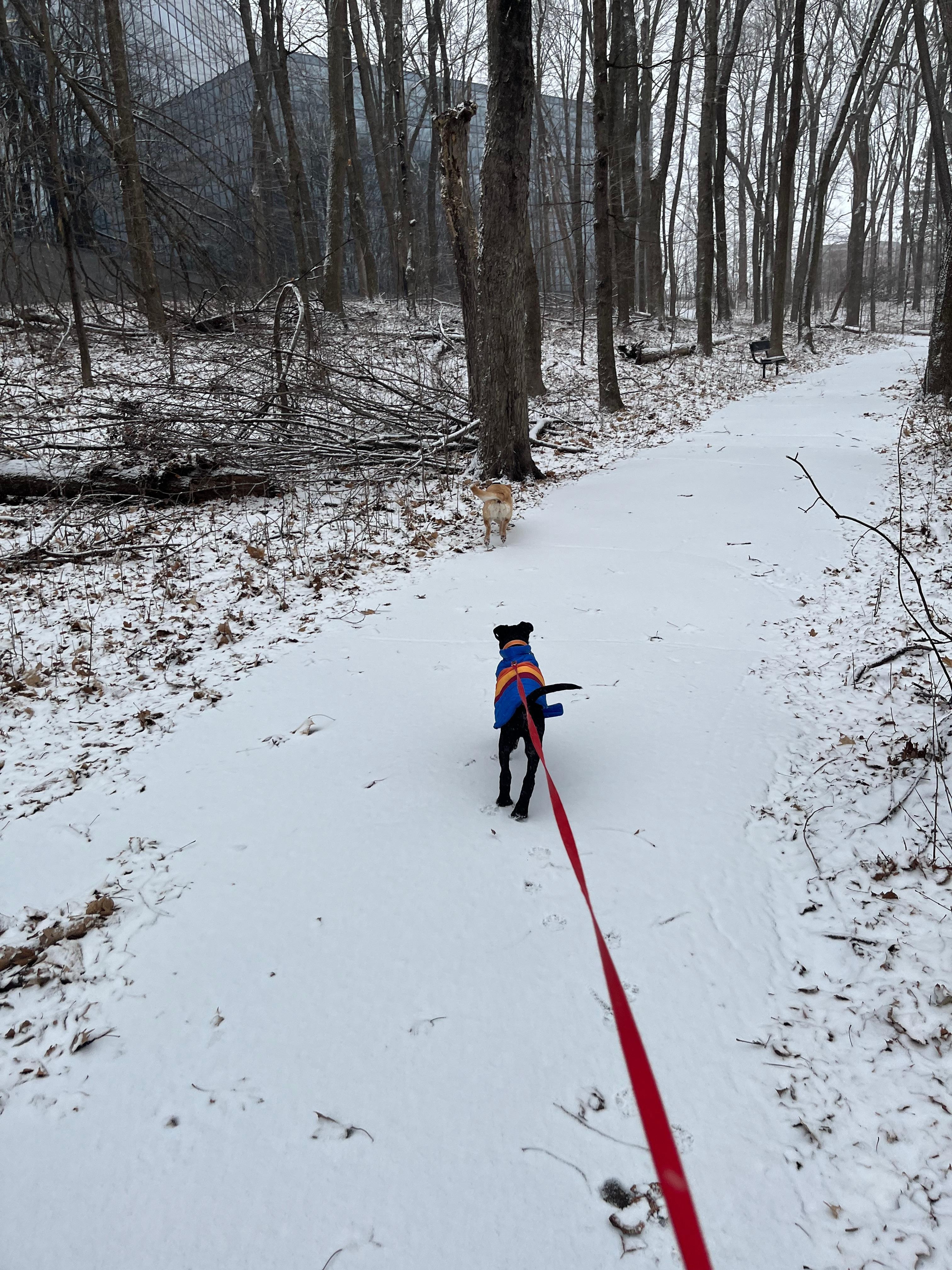 Walking path through the woods right outside.