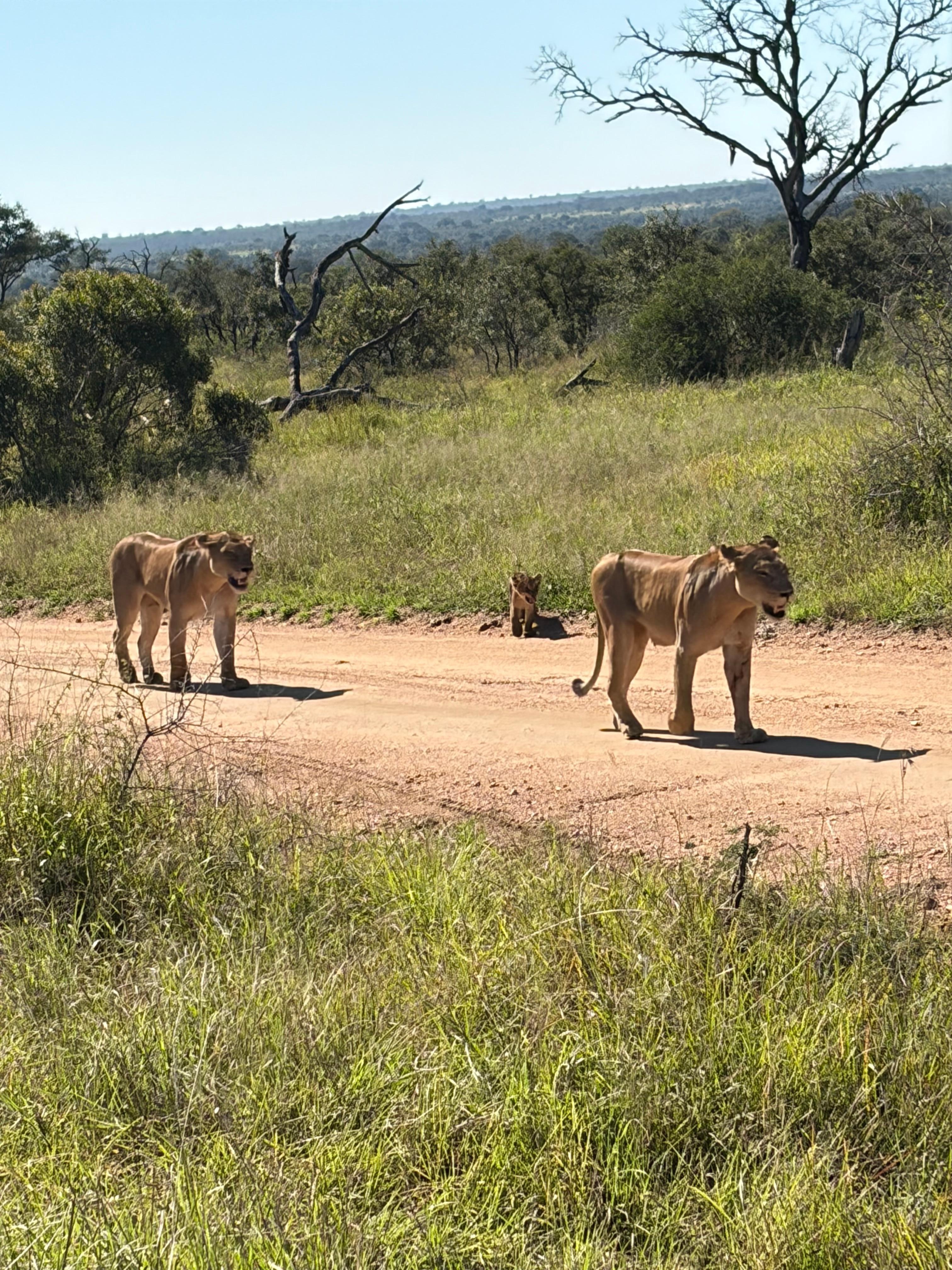 Game drive