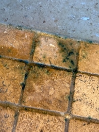 Mold on the floor of bathroom