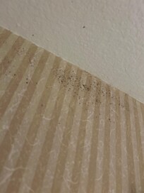 Black mold/mildew growing on all of the walls in the bathroom