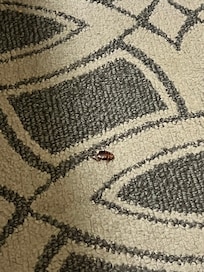 Roach was crawling in the bed skirt and we had to kill it.