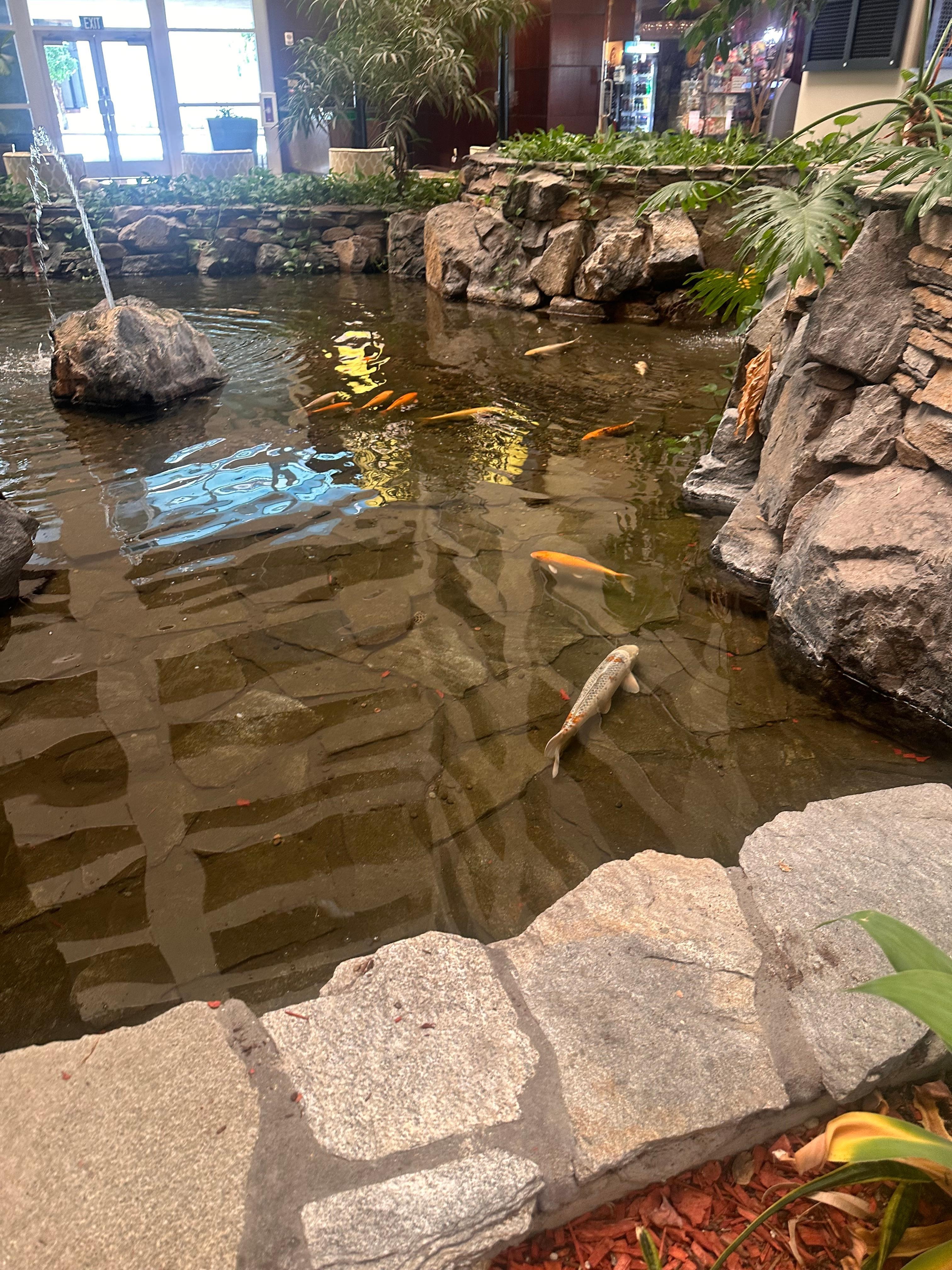 The koi pond in the lobby.