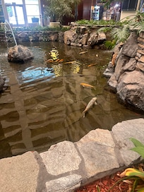 The koi pond in the lobby.