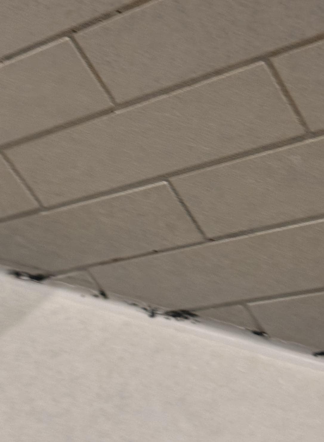 Black mold along shower 