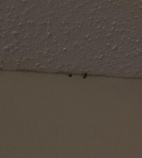 Lady bugs
