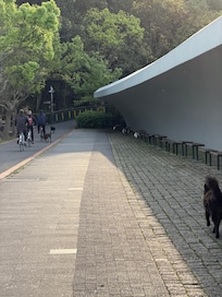 小狗一二三號一起參與清晨騎腳踏車賞晨曦活動