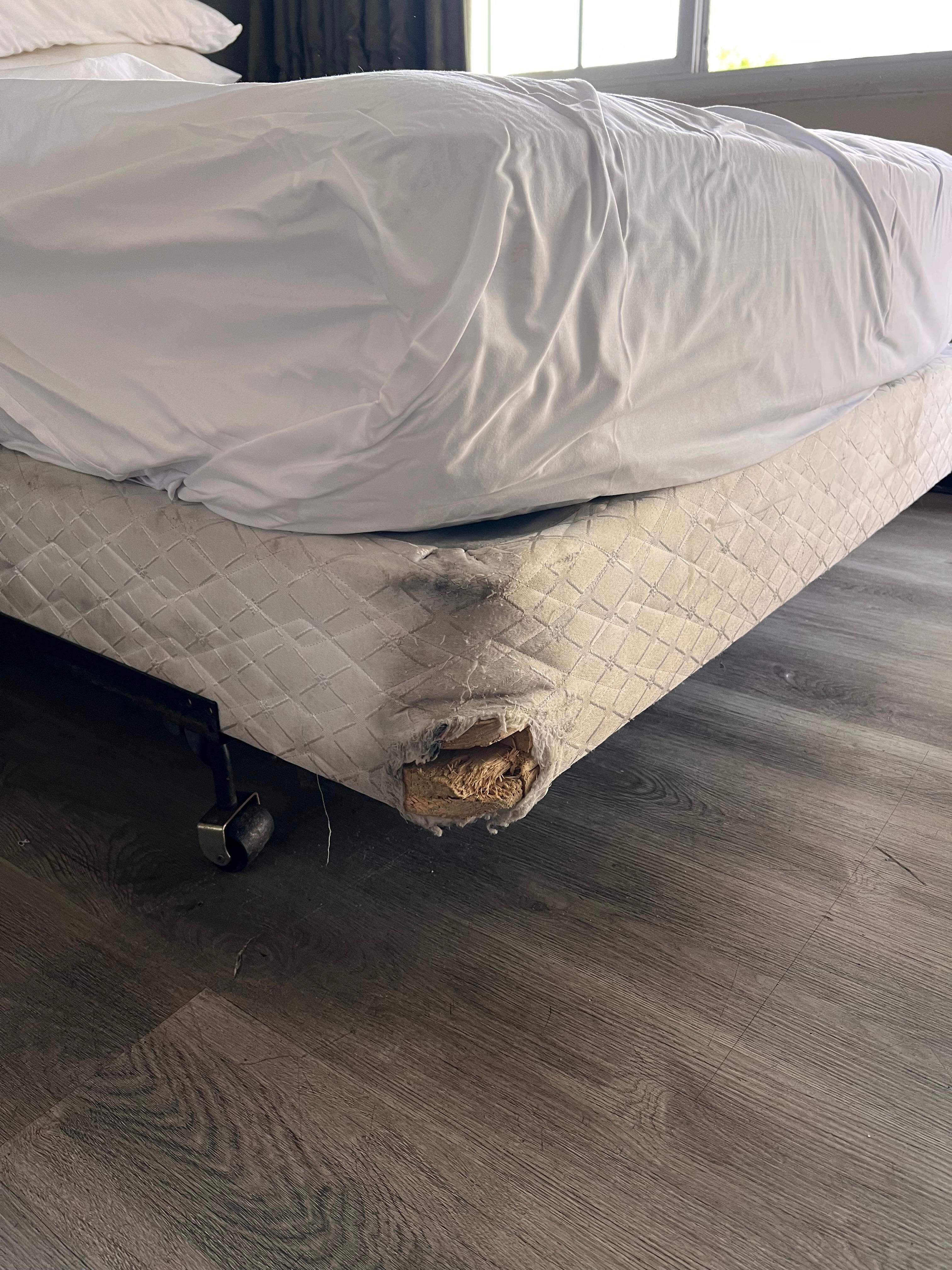 A dog? 