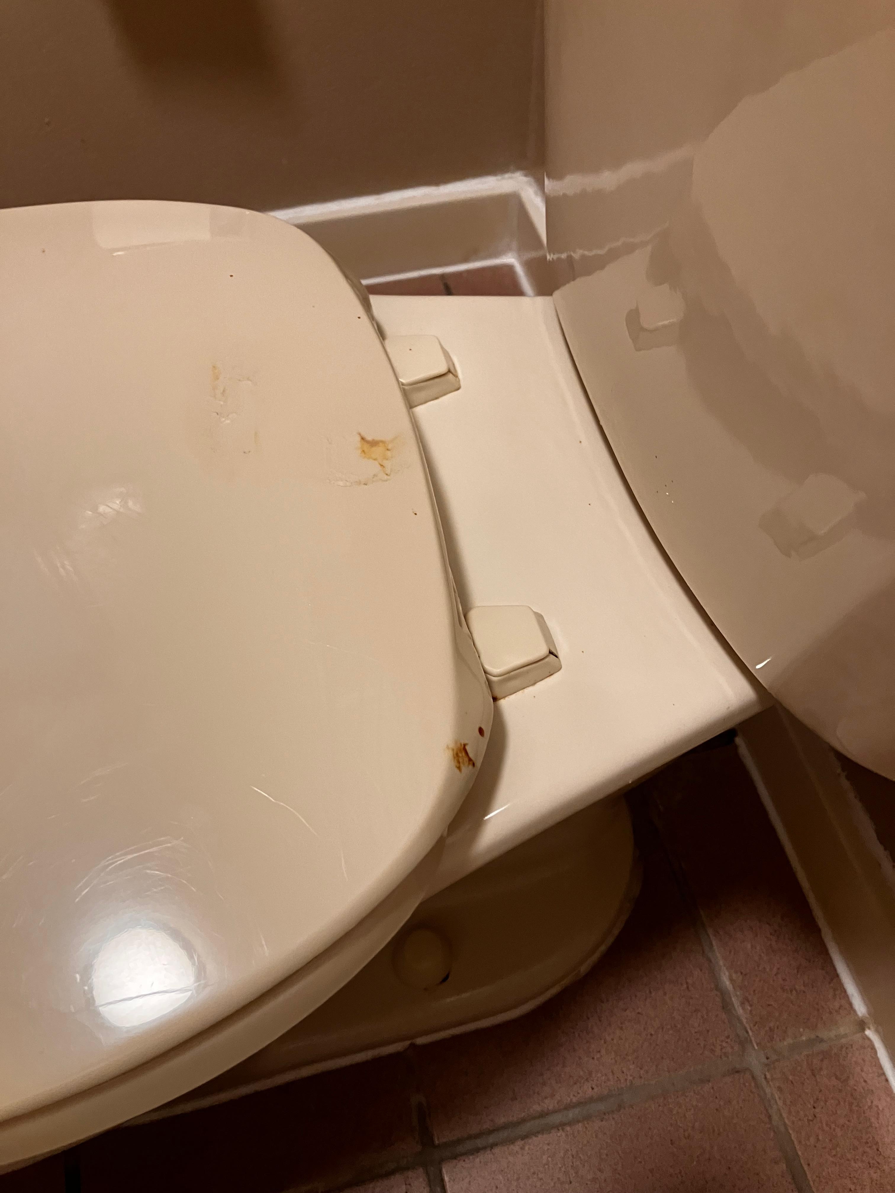 Feces on toilet 