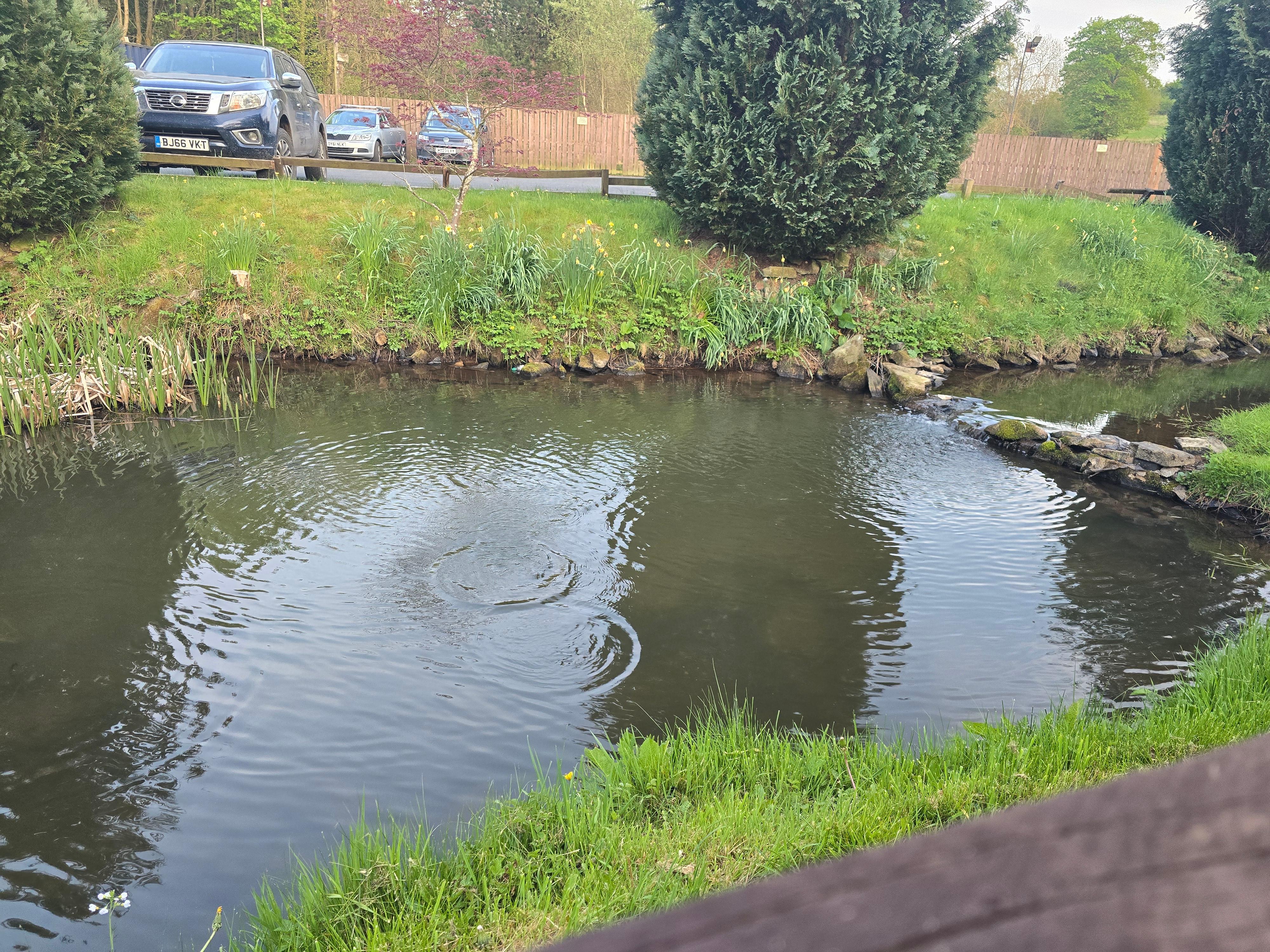 River running past with trout jumping in back ground