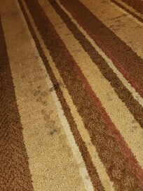 Nasty stains on carpet!