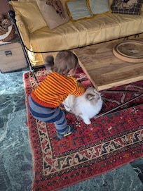 My daughter playing with the host's cat