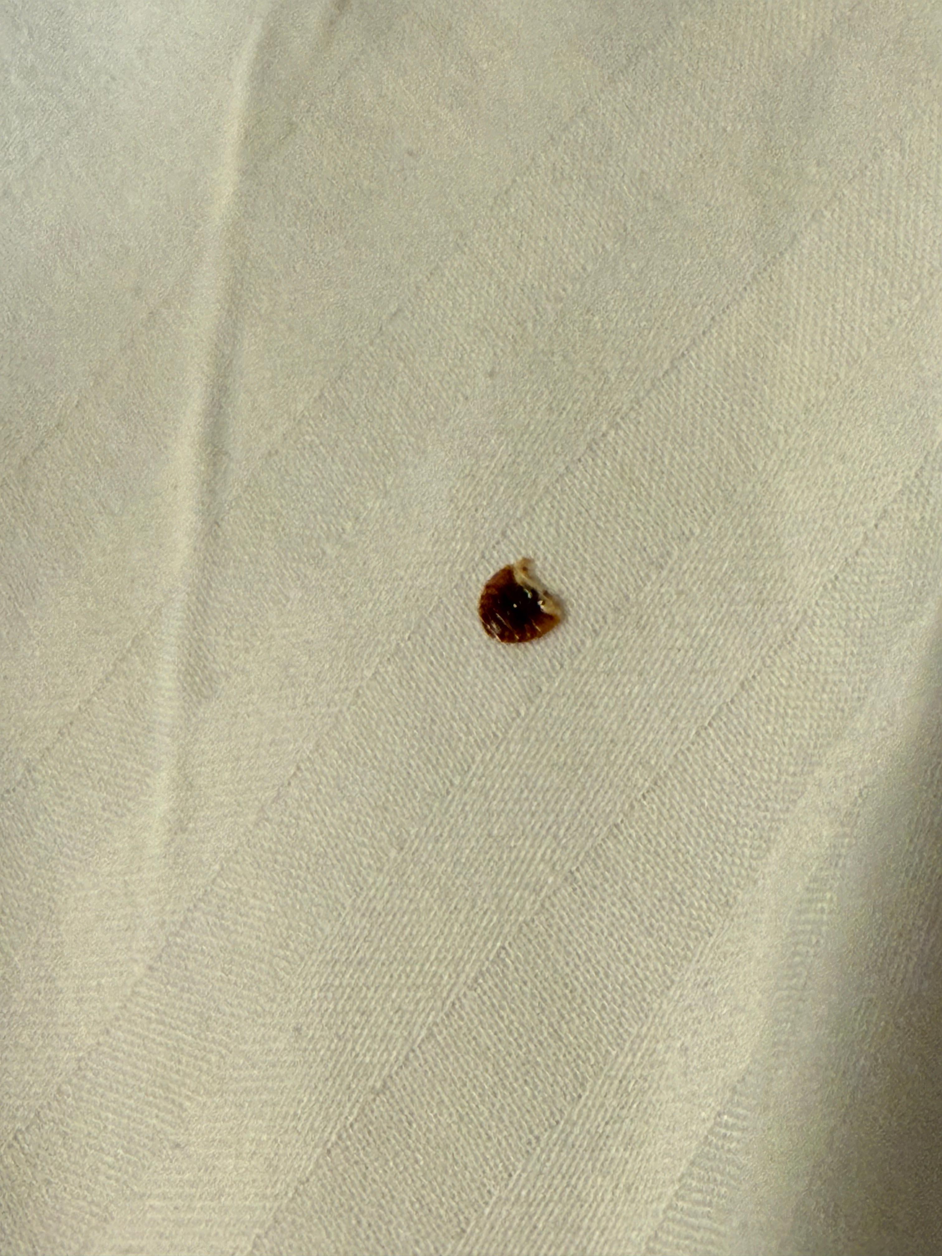 No alcancé a tomar foto de la cucaracha viva, pero aquí una muestra de que no es el único bicho que hay en las camas 