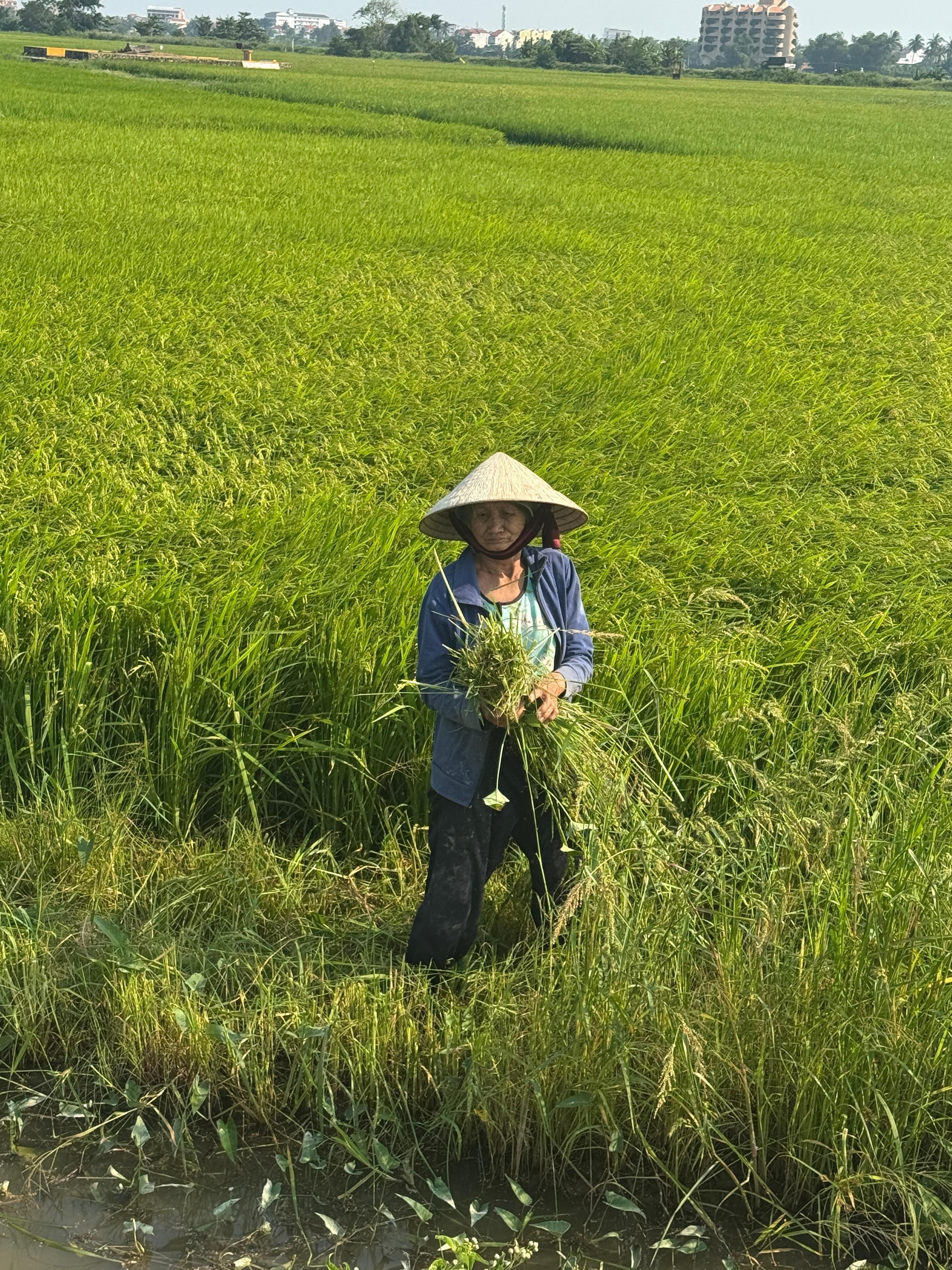 Nearby rice field