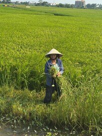 Nearby rice field