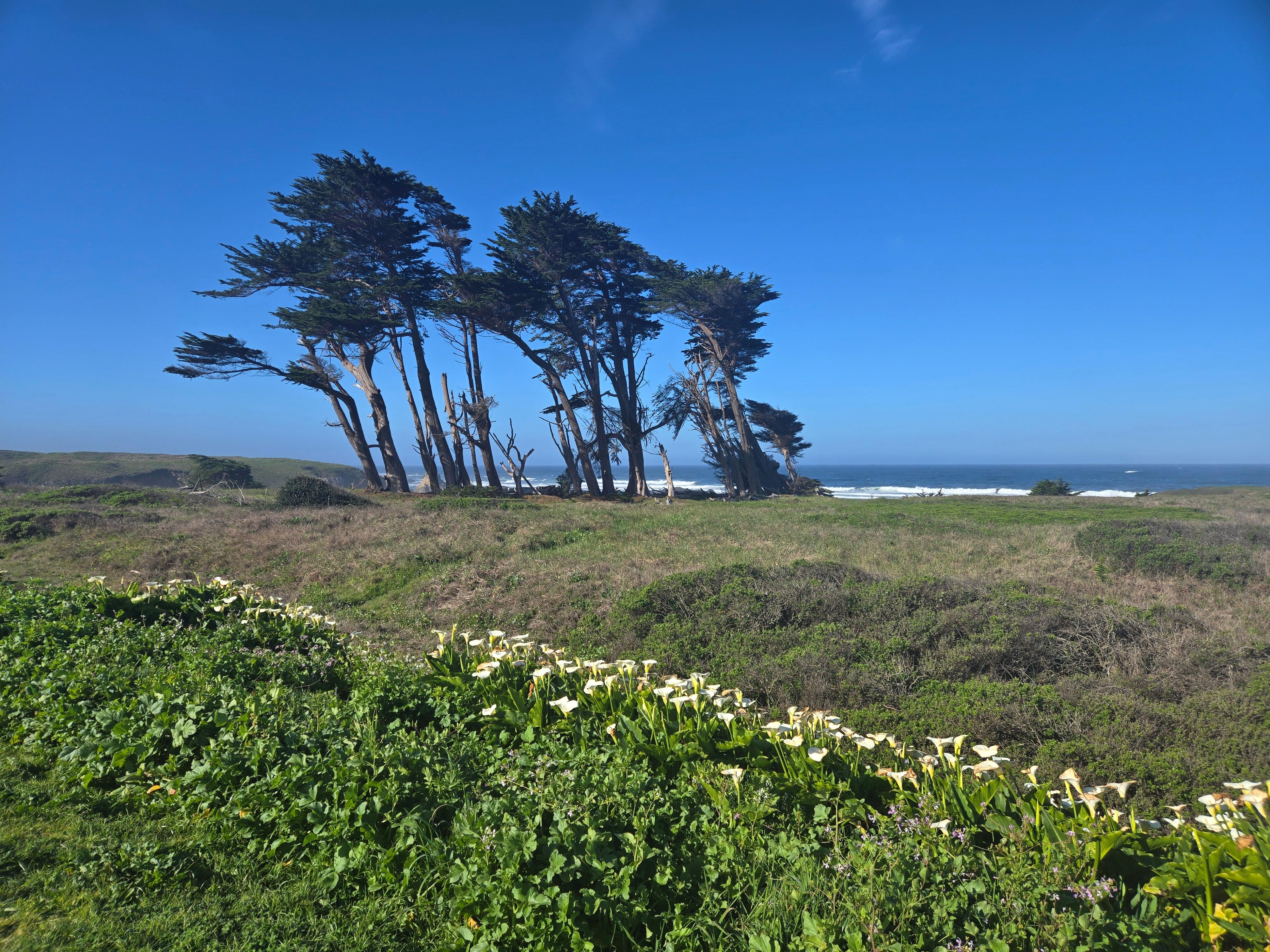 Behind the hotels walking to Pudding Creek Beach