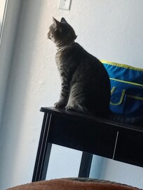 Even my cat loved the view. Patio door was closed. The balcony was nice touch, she stays outdoors at home. So she was out there every chance she got.