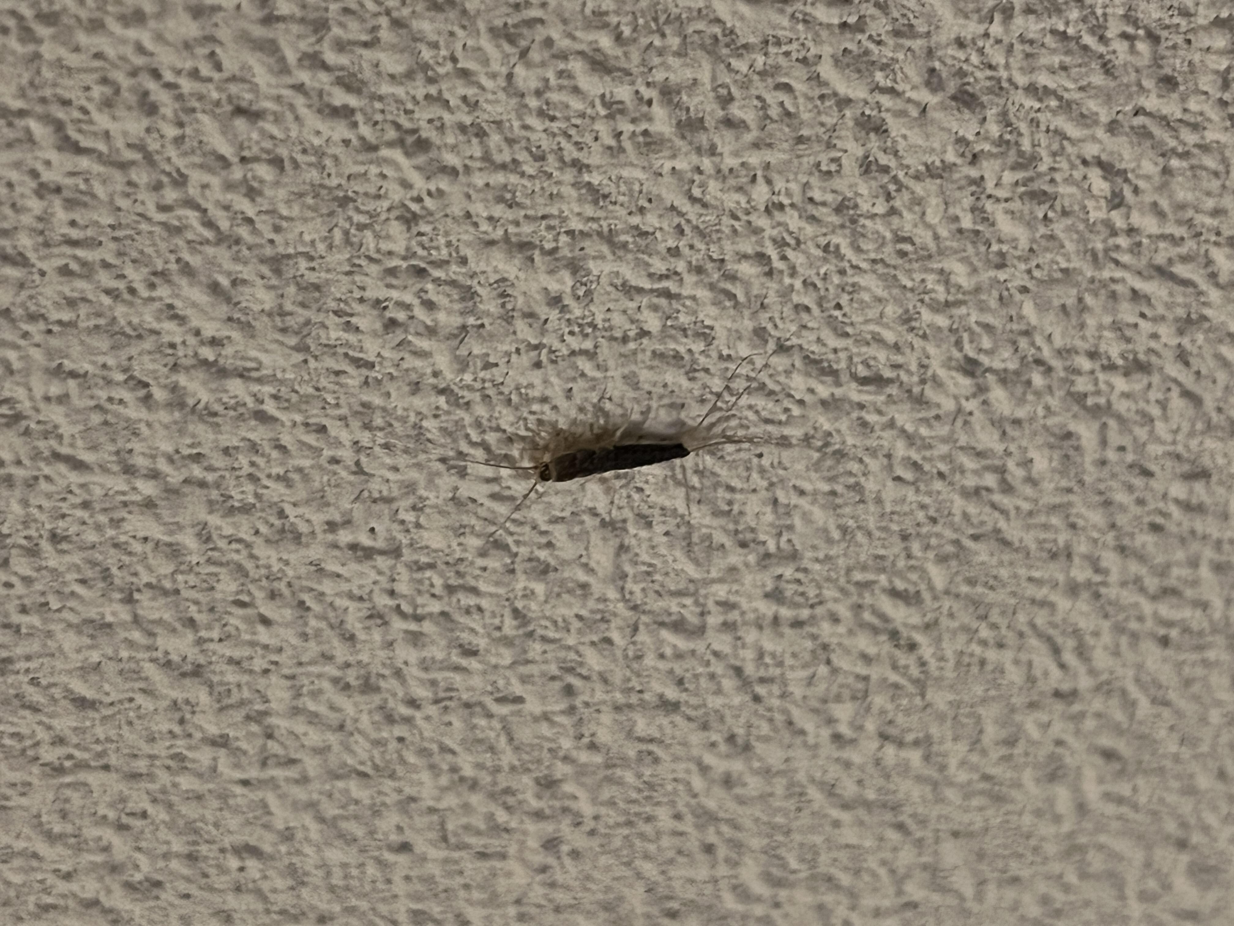 Bathroom Silverfish