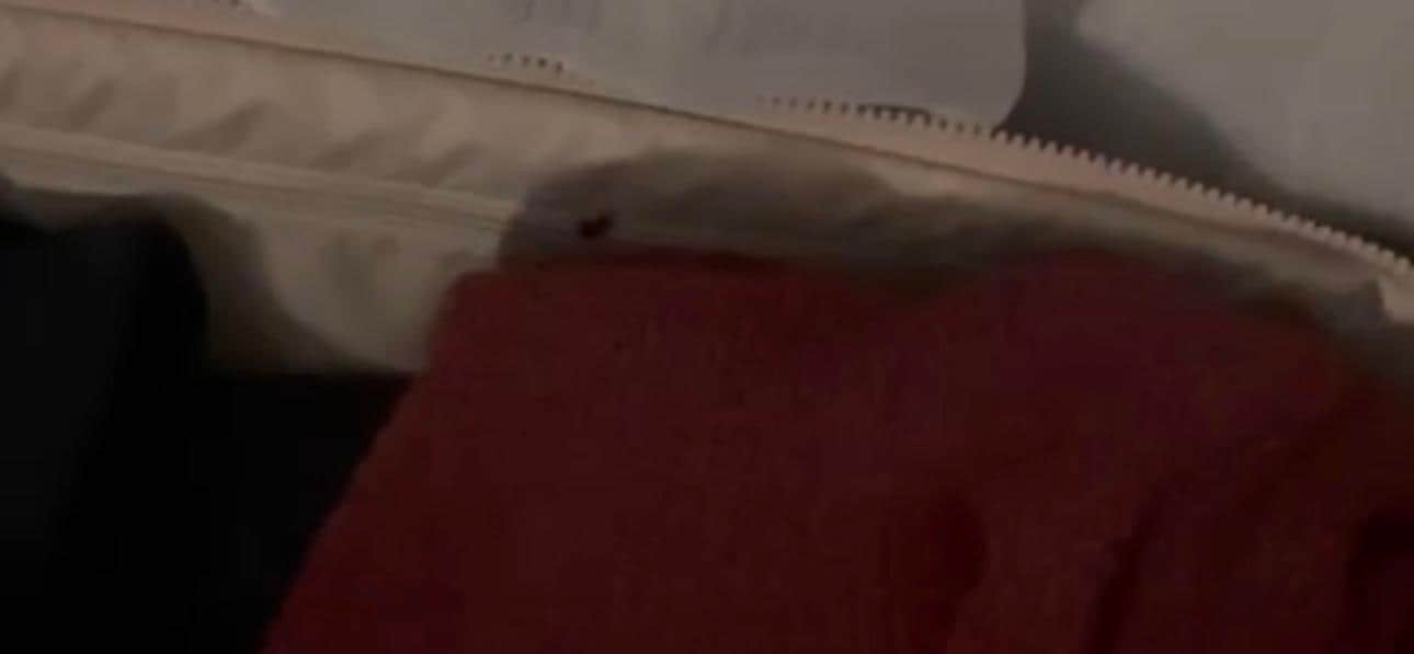 A roach in our clothes 