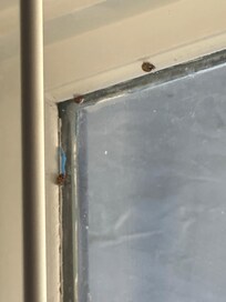 Infestation of ladybugs