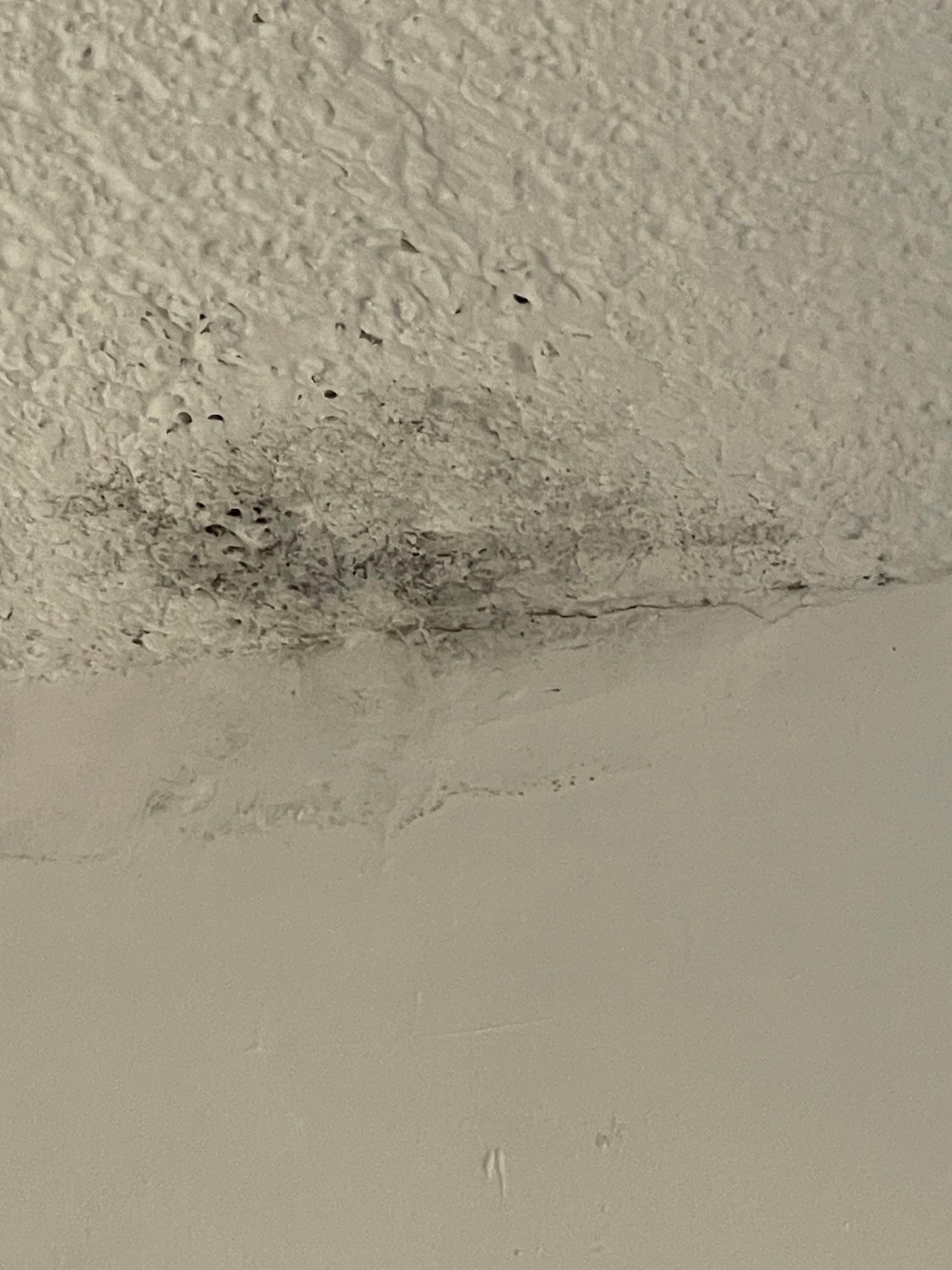Bathroom mold