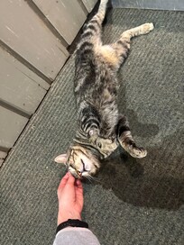 Adorable cats on location!