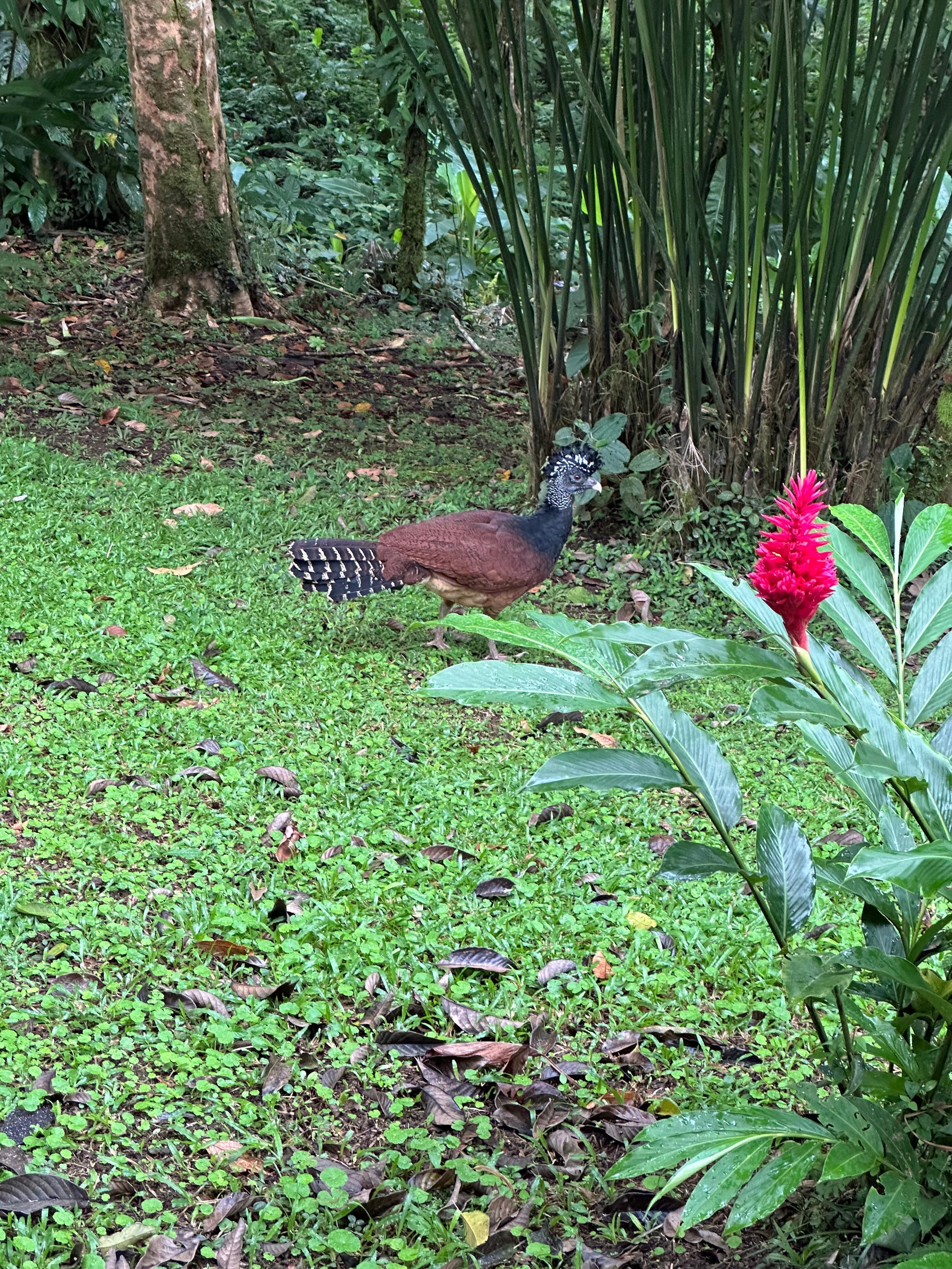 Great Curassows wandered through the property early in the morning 