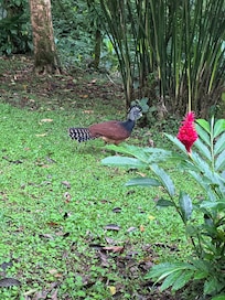 Great Curassows wandered through the property early in the morning