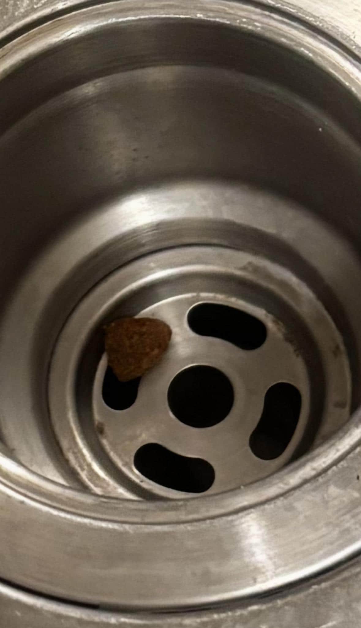 Dog food