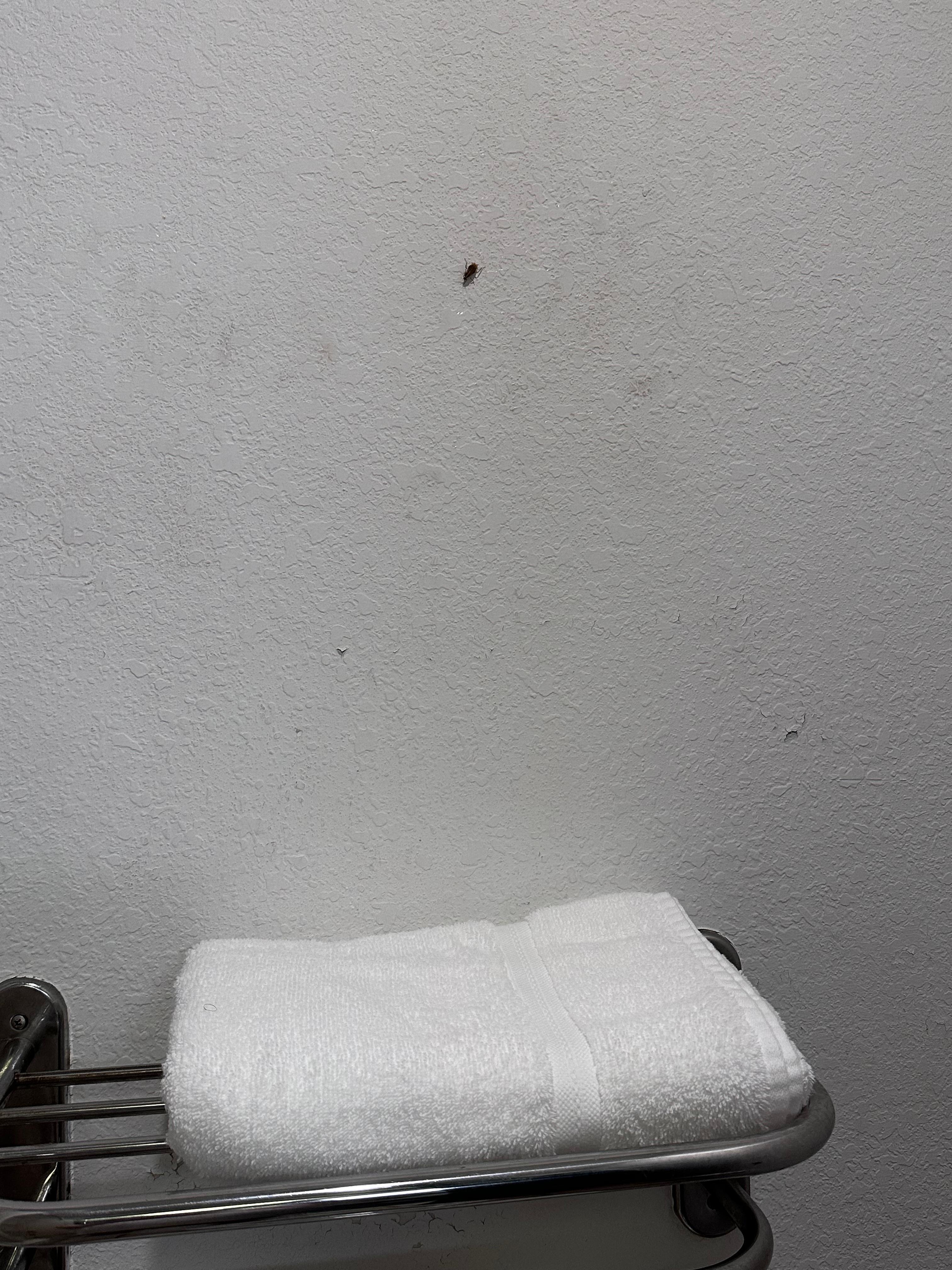 Roach crawling near towels.