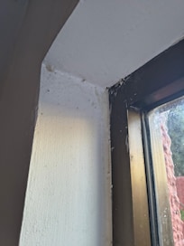 Telarañas en la ventana