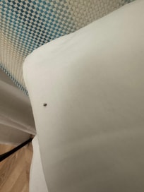 Dead spider on a pillow