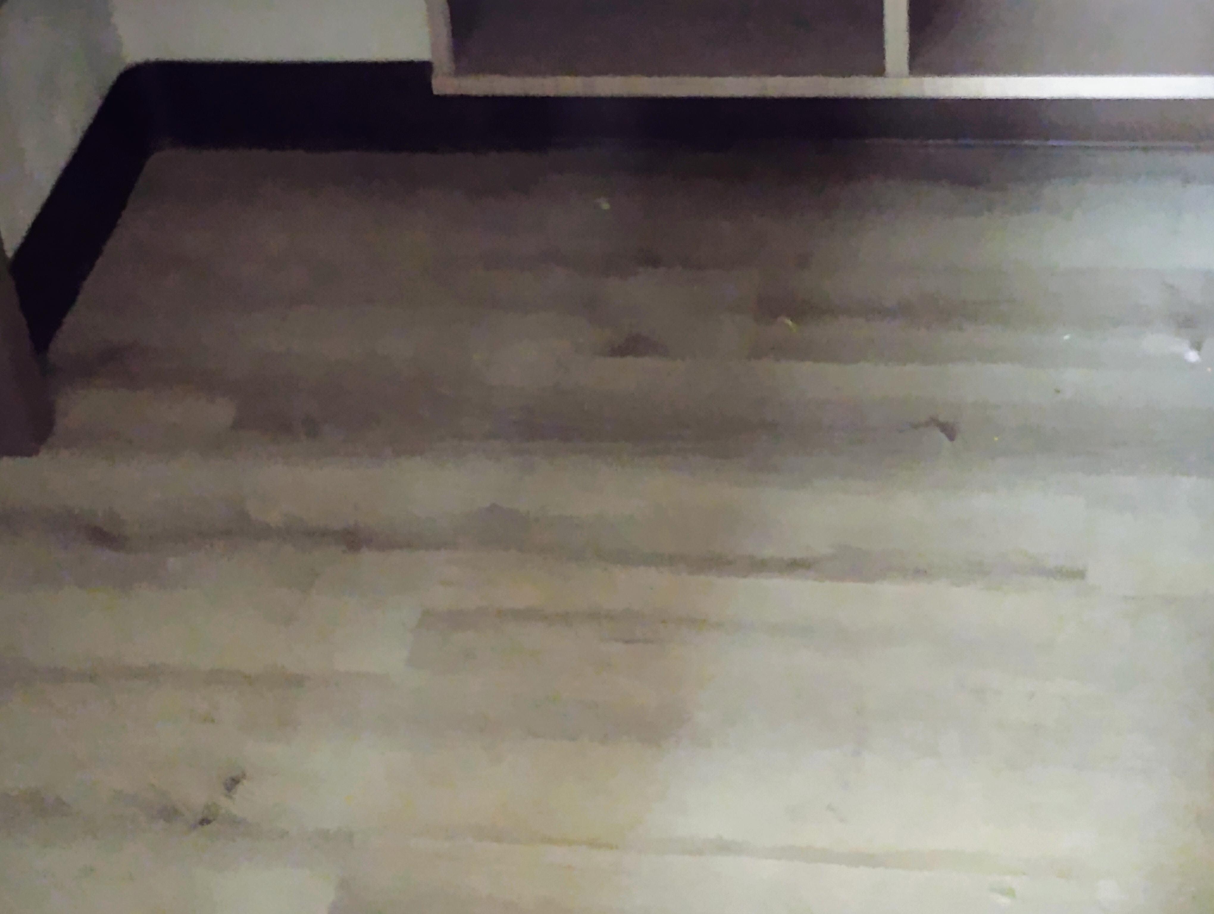 Pet hair everywhere on the floor 