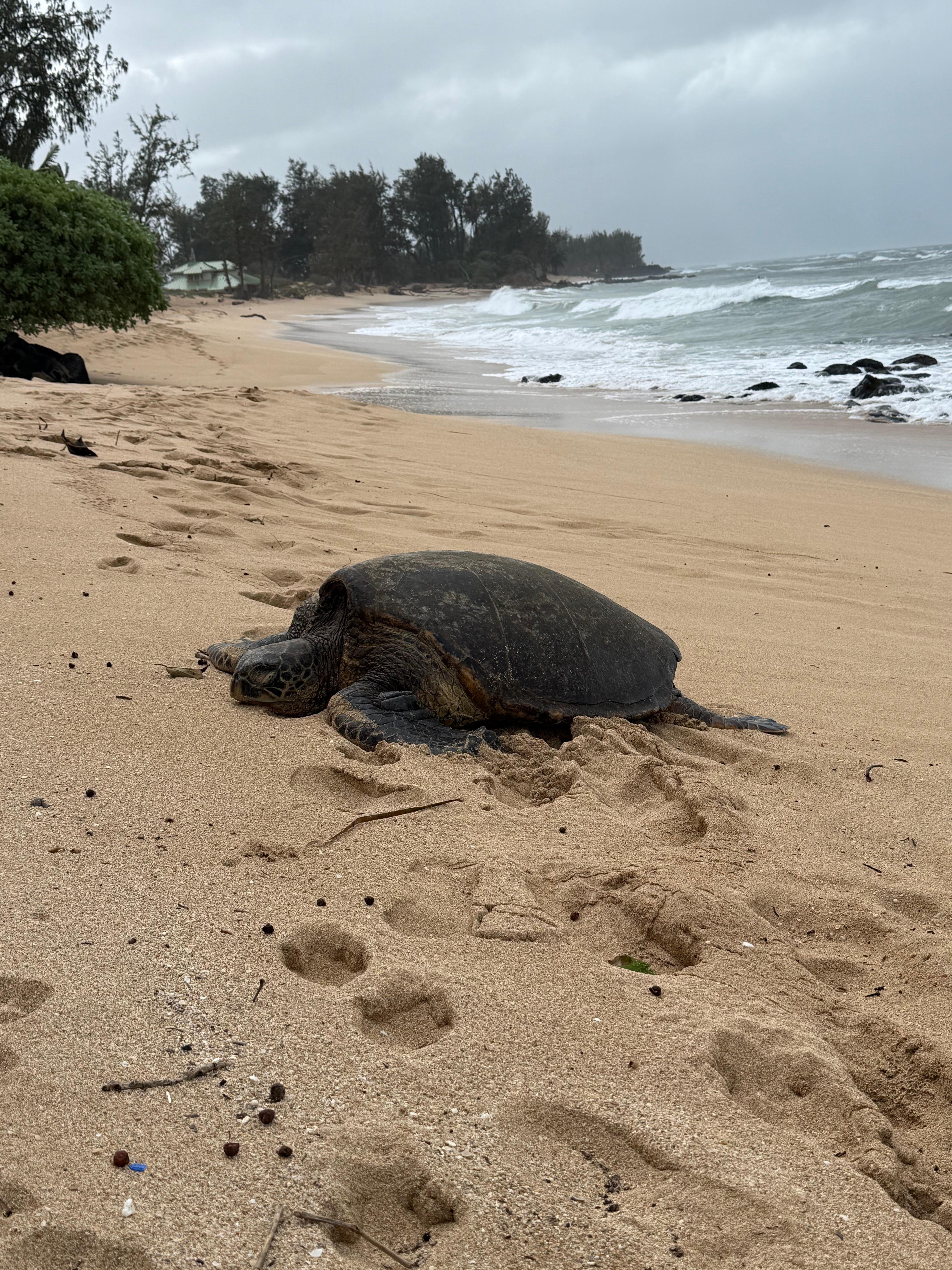 The sea turtles were magnificent 