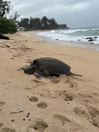 The sea turtles were magnificent