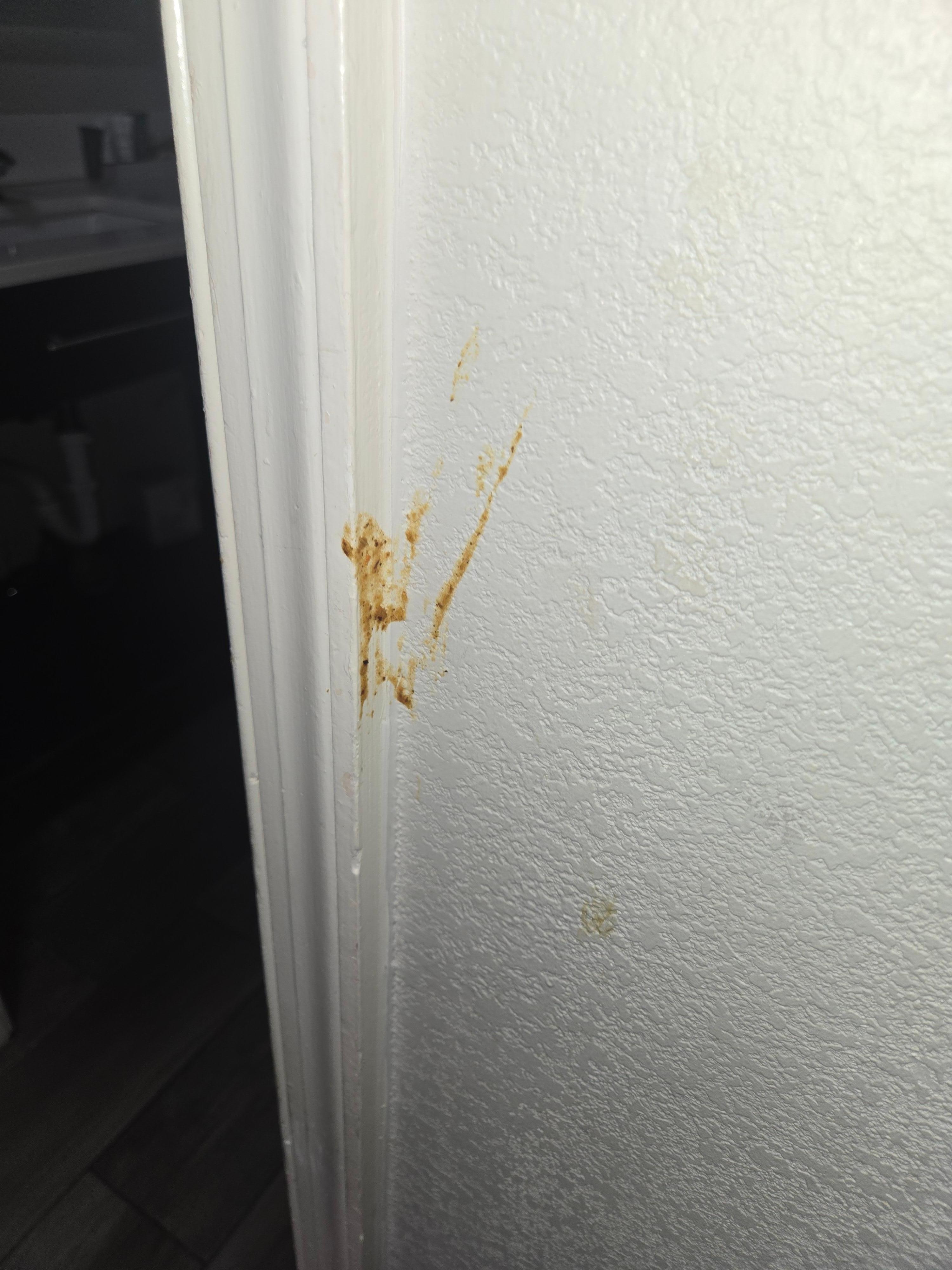 What appears to be fecal matter