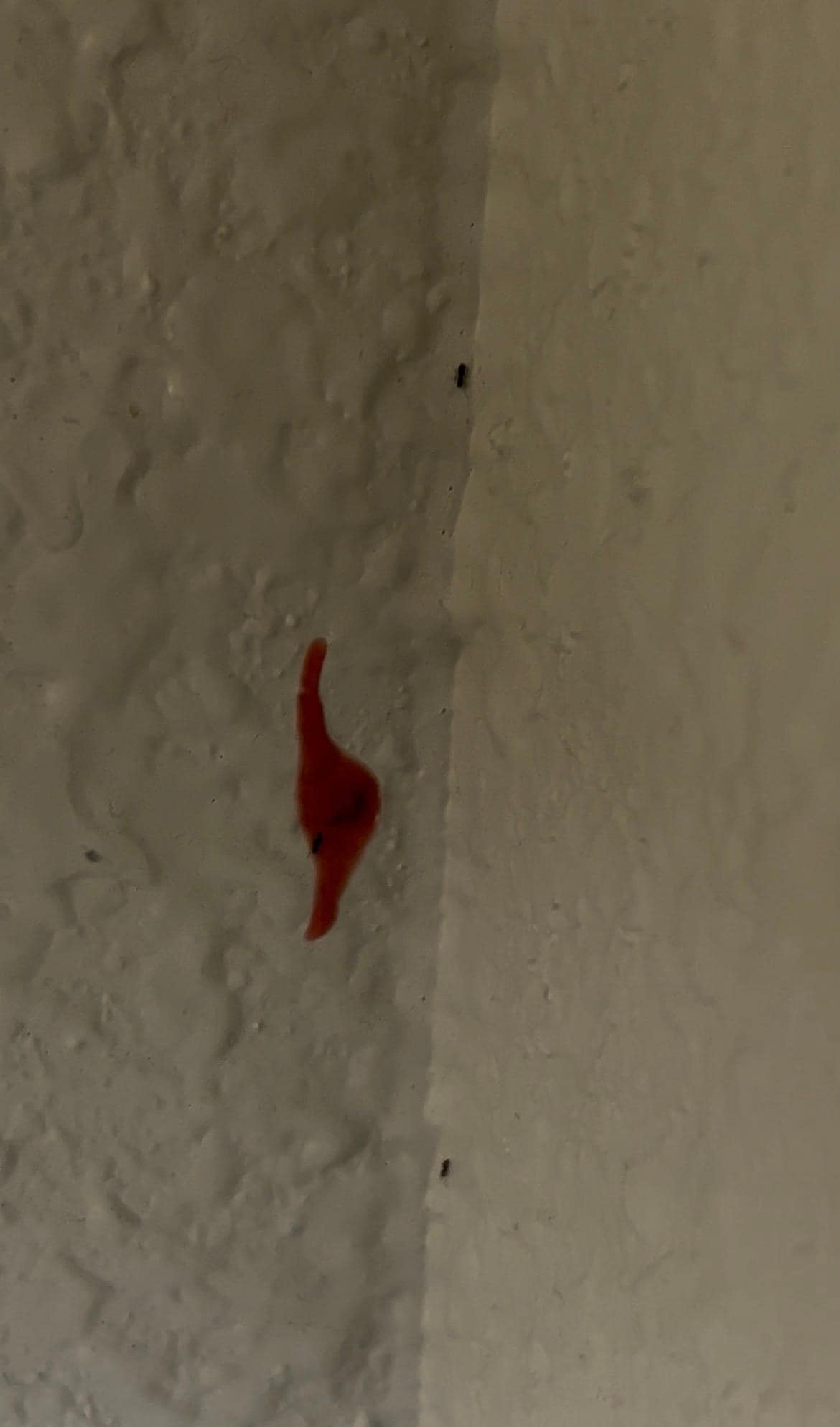 Ketchup on the wall bugs crawling to it 