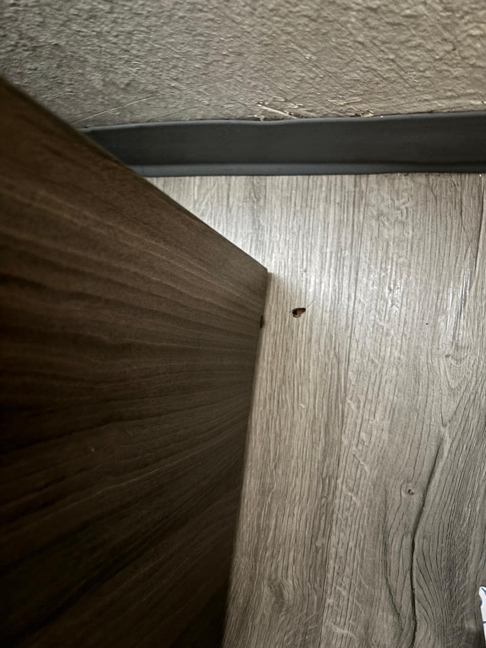 Otras habitación con animalitos en varias partes 