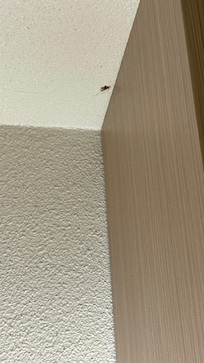 Cafard que j’ai du écraser, sorti de la décoration en bois